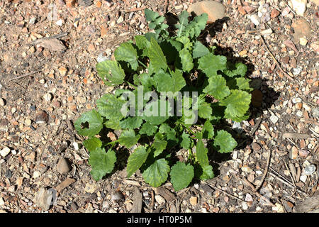 Modiola caroliniana ground cover weeds in Victoria Australia Stock ...