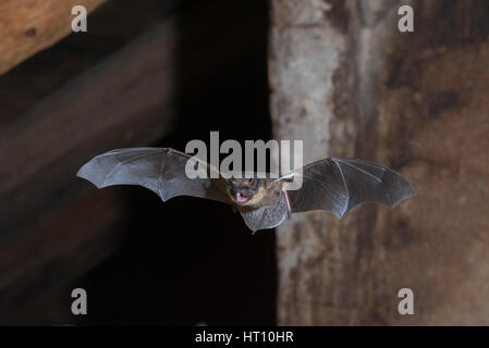 Northern Bat ( Vespertilio nilssoni) flying for insects in the attic of ...