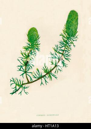 Ceratophyllum Demersum Common Hornwort Stock Photo - Alamy