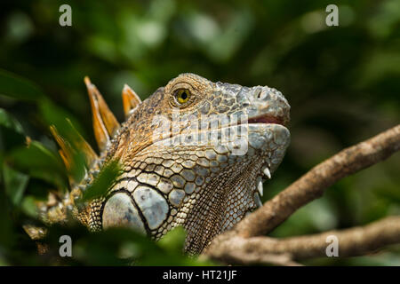 GREEN IGUANA (Iguana iguana), a tree dwelling herbivorous lizard native ...