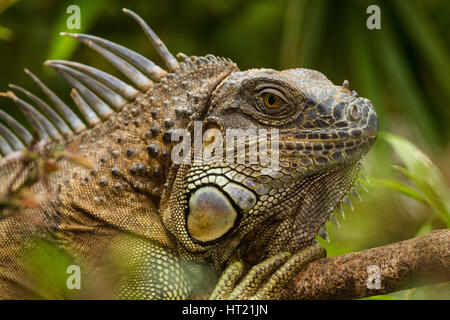 GREEN IGUANA (Iguana iguana), a tree dwelling herbivorous lizard native ...