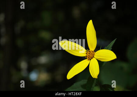 Small Woodland Sunflower (Helianthus microcephalus) Plantae Stock Photo ...