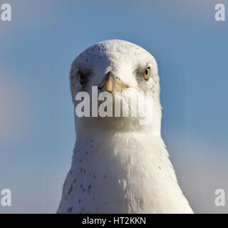 Amazing isolated photo of a cute gull Stock Photo - Alamy
