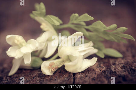 Edible moringa flowers in timber surface Stock Photo - Alamy