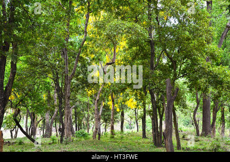 Sandalwood forest at Marayoor, near Munnar, Kerala, India Stock Photo ...