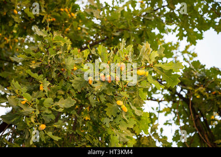 Oak tree with acorns in Planty Park in Krakow Poland. The abundance of ...