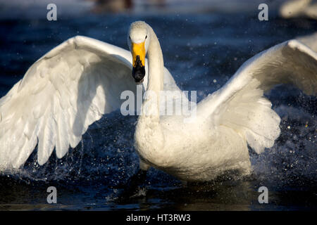 Swans in Hokkaido, Japan Stock Photo - Alamy