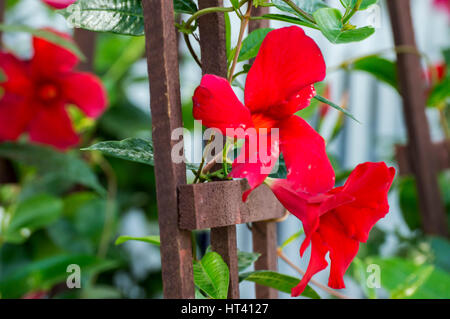 Close up of red Mandevilla flowers Stock Photo - Alamy