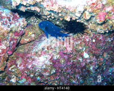 Giant damselfish (Microspathodon dorsalis) juvenile, San Agustin Bay ...