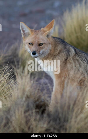Fox at 4500 msl, Atacama, Chile Stock Photo - Alamy