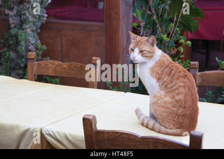 Cat sitting on a table in an outdoor area Stock Photo - Alamy