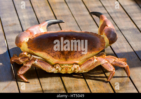 Common edible or brown crab, alive on plate, seafood, kitchen, fresh ...
