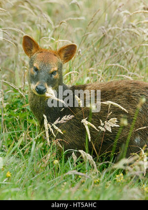 Southern Pudu (Pudu puda) tiny deer of Patagonian forest, Chiloe island ...