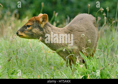Southern Pudu (Pudu puda) tiny deer of Patagonian forest, Chiloe island ...