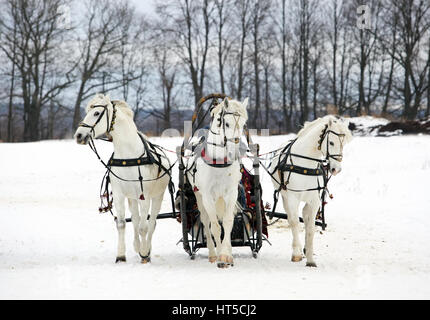 Troika. The race of white horses in Russia in the winter day Stock ...