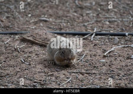 Rock Squirrel eating bird seed from beneath a bird feeder at Bosque del ...