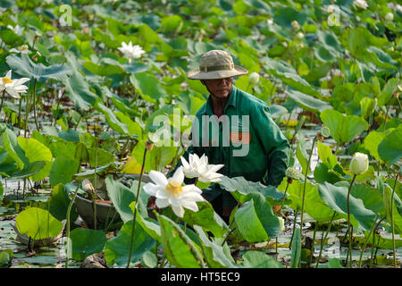 Picking Lotus Flower Stock Photo - Alamy
