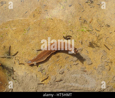 Spanish slug (Arion vulgaris) underwater and surrounded by flatworms ...