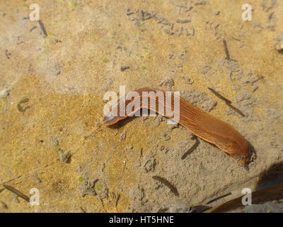 Spanish slug (Arion vulgaris) underwater and surrounded by flatworms ...