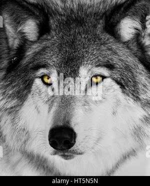 Close-up headshot of hunting wolf dog in black and white in vertical ...