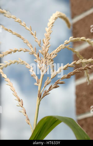 Maize flower. Male flower of a maize plant (Zea mays), known as a ...