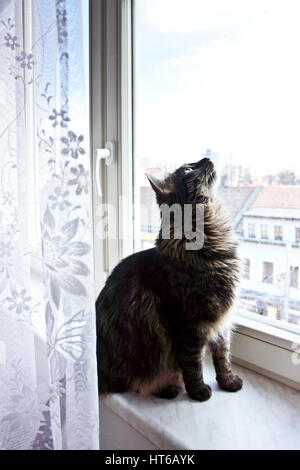 domestic cat sitting by the window Stock Photo - Alamy