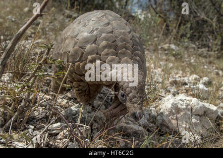 Rare Cape Pangolin Foraging in bush near Otjiwarongo walks on hind legs ...