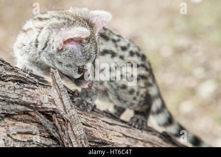 Young Small Spotted Genet on Branch Stock Photo - Alamy
