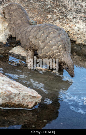 A Rare Cape Pangolin, Foraging in the bush near Otjiwarongo walks on ...