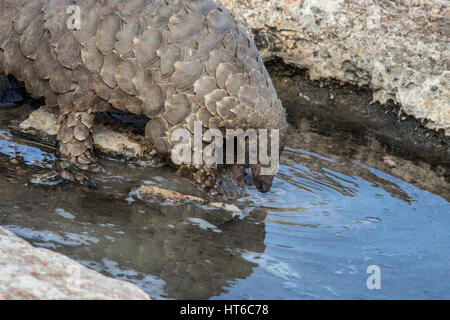 A Rare Cape Pangolin, Foraging in the bush near Otjiwarongo walks on ...