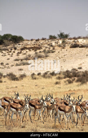 A Springbok Antelope in the Kalahari Desert, Southern Africa Stock ...