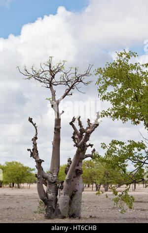 Moringa tree Etosha National Park Namibia Stock photography photos ...