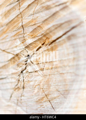 Cracked and Blurred Birch Log Stock Photo - Alamy