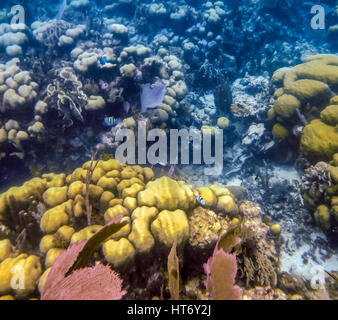 Fish and coral underwater, Belize Barrier Reef, Belize Stock Photo - Alamy