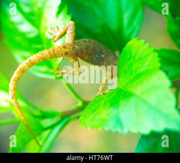 Palm gecko (Gekko gecko Stock Photo - Alamy