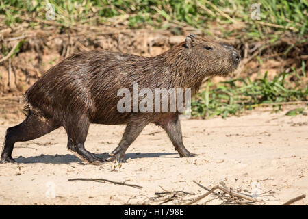 Brazil, Pantanal. Capybara walking in water. Credit as: Cathy & Gordon ...