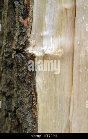 Splintertree close-up wooden texture. Natural background pattern Stock ...