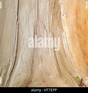 Splintertree close-up wooden texture. Natural background pattern Stock ...