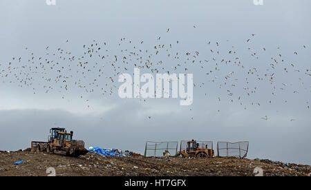 A flock of seagulls fly above the landfill site at Milton ...
