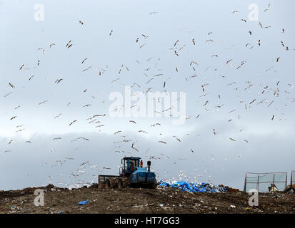A flock of seagulls fly above the landfill site at Milton ...