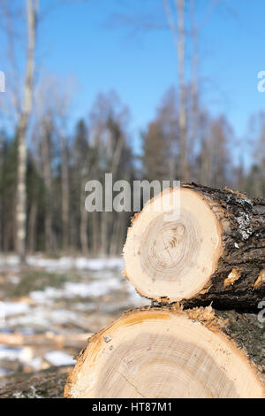 Cut Ash Tree Logs Fraxinus, by Dembinsky Photo Assoc Stock Photo ...