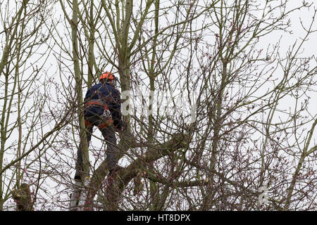 Tree surgeon working in protective gear, using climbing ropes for ...