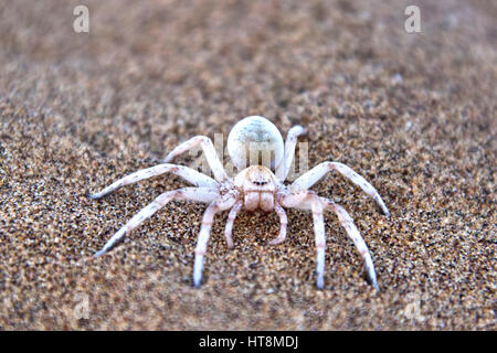 Dancing White Lady Spider Stock Photo - Alamy