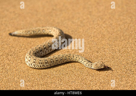 Sidewinder snake, Peringuey's adder, Peringuey's desert adder Stock ...