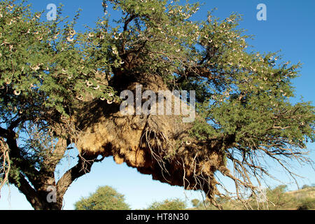 Camel thorn tree with seed pods and big sociable weaver nest Stock ...