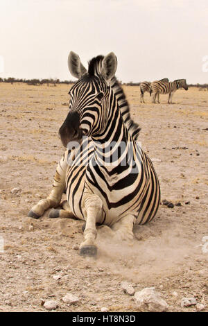 One Burchell's Plains zebra -Equus quagga burchelli- walking on the ...