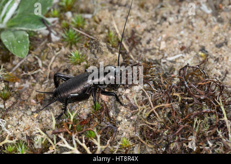 Feldgrille, Larve, Nymphe, Feld-Grille, Grille, Gryllus campestris ...