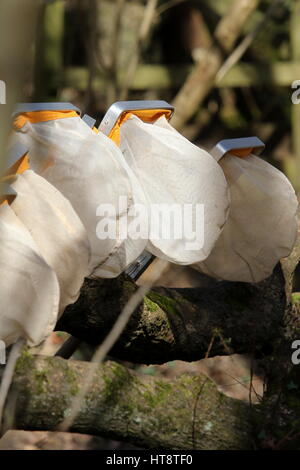 Pond dipping nets ready for use Stock Photo - Alamy