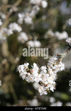 Delicate white blackthorn (Prunus spinosa) blossom flowers flowering in ...