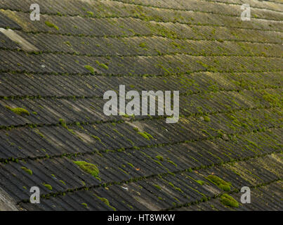 lots of clusters of moss on some old roof Stock Photo - Alamy